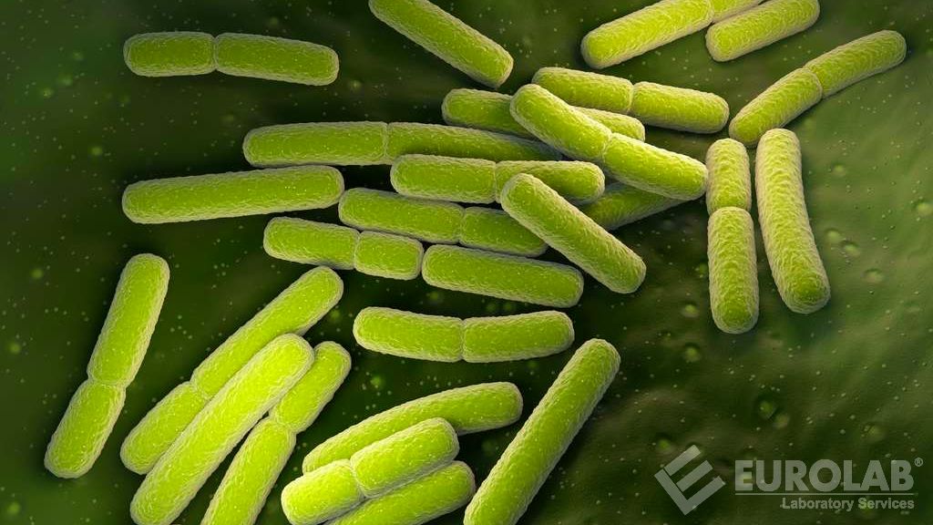 Escherichia Coli (ATCC 8739) Tester