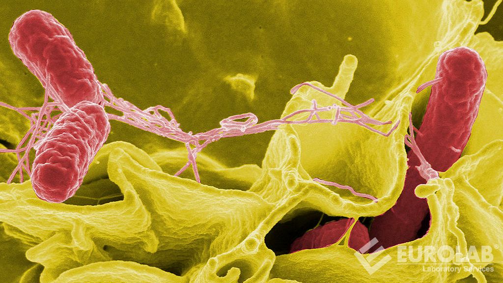 Contando enterococos fecais