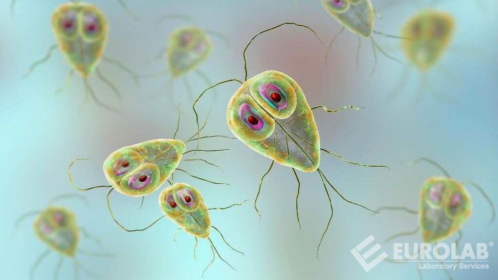 Determinación de bacterias Giardia Lamblia