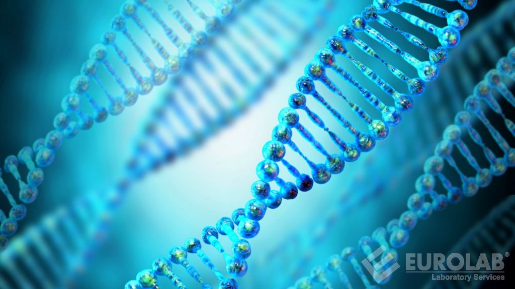 Gıdalarda At DNA’sı Aranması