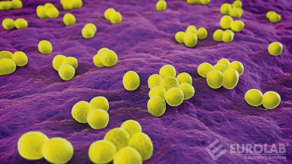 Staphylococcus Aureus (ATCC 6538) Tests